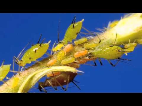 Living With Live Birth | Living With Insects Blog