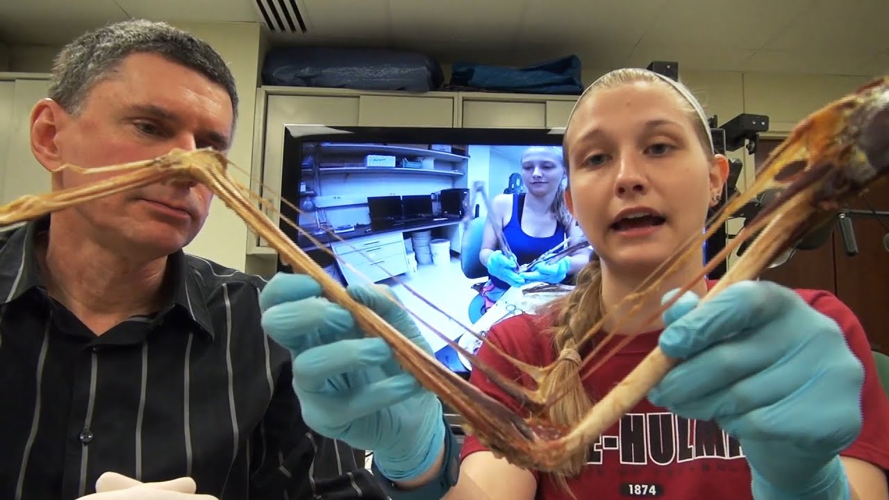 Dissecting with Emily - Laysan albatross — wing extension-flexion mechanism explained
