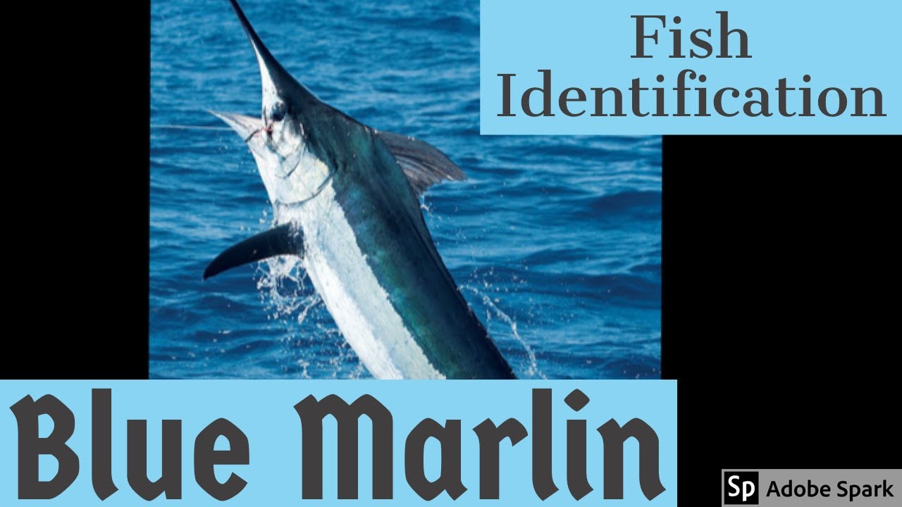 Blue Marlin - NOAA Species Identification