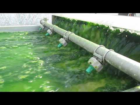 Algae Photobioreactor - Algae PBR Latest Price, Manufacturers & Suppliers