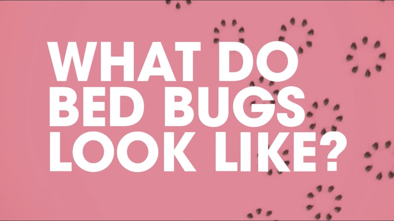 Raid®: What Do Bed Bugs Look Like?