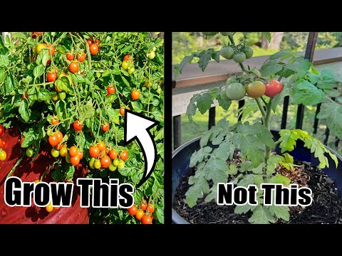 One Pot = Hundreds of Cherry Tomatoes! EASY!