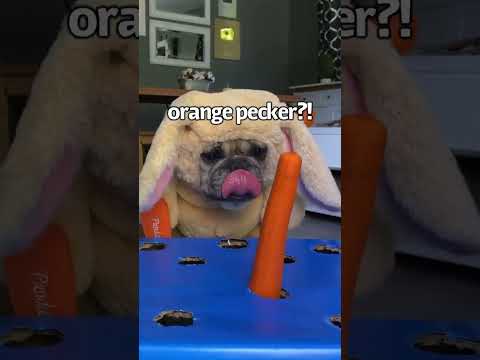 Playing Whac-a-Mole with my Dog!