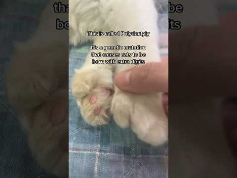 Polydactyl Cats are Cool! #veterinarian #polydactylcat #vetmed #veterinarymedicine #veterinary
