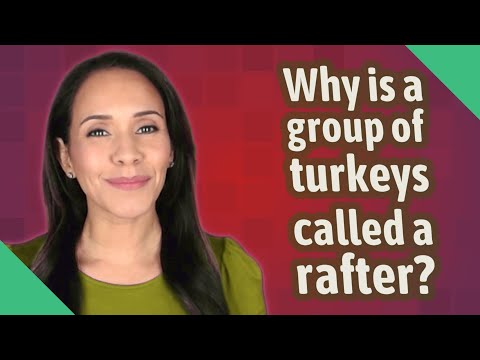 Why is a group of turkeys called a rafter?