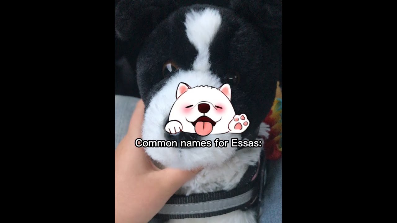 #shorts #essa  COMMON NAMES FOR ESSAS