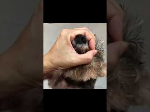 Schnauzer learn new trick
