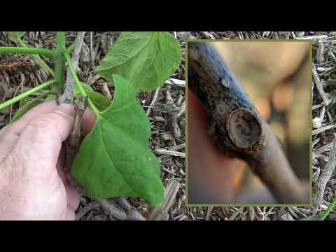 Identifying northern catalpa
