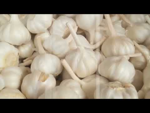 AGASTHIYAR (HERBAL MEDICINE & GARLIC)NATTU MARUNTHU KADAI