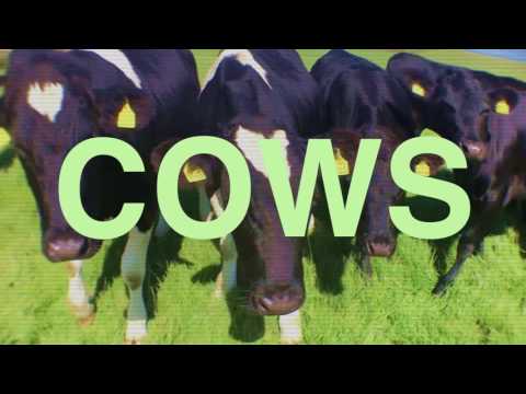 Cows (The Truth)