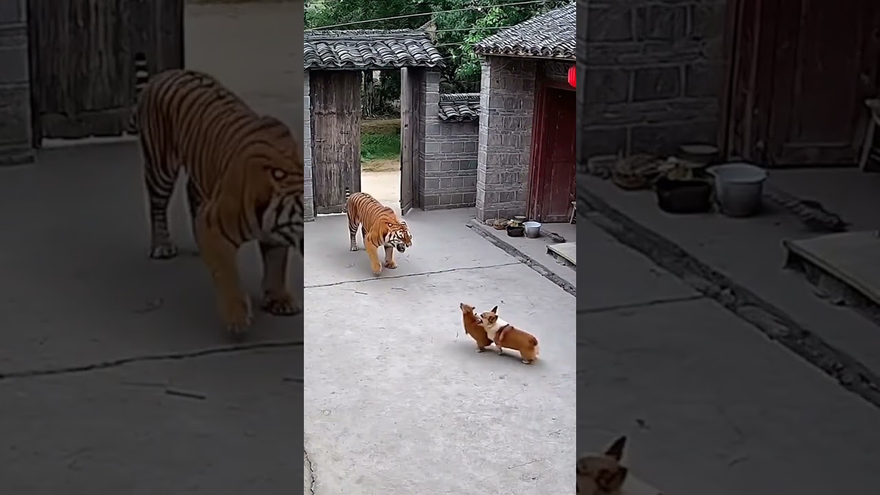 🐶 Never Underestimate a Corgi! This Brave Pup Attacks a Tiger to Save His Friend 🦸 #HeroDog