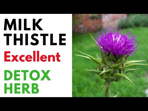 Milk Thistle Benefits For Liver, Heart, Kidney And Whole Body | Wonderful Herb For Detoxification