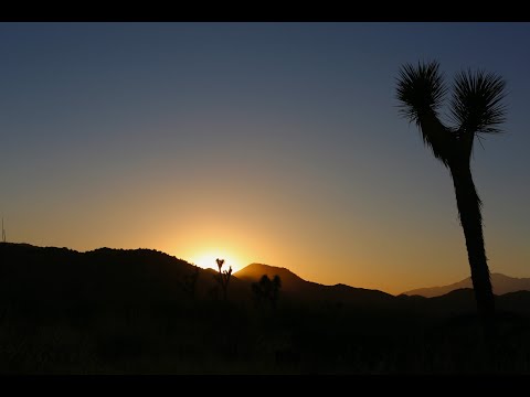 Why the Joshua tree needs protection