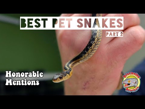 BEST PET SNAKES FOR BEGINNERS | EP.2: Honorable Mentions