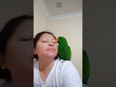 Smart and Amazing Parrot Video Compilation: Teaching him how to pronounce and read.