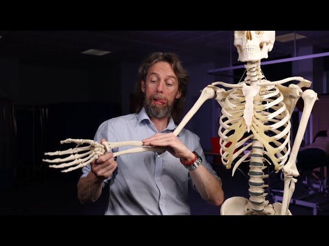 Understanding Pronation and Supination: Anatomy of the Forearm | Galaxy ...