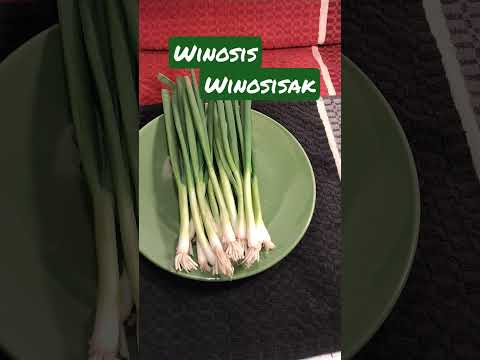 A little onion or shallot: Abenaki indigenous language translation Winosis🧅#abenaki #wabanaki #onion