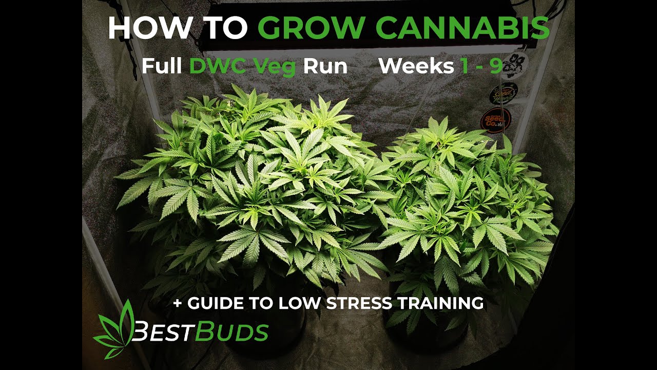 How To Grow Cannabis Week 1-9 Full DWC Veg Run/Guide to Low Stress Training (LST) - Indoor Home Grow