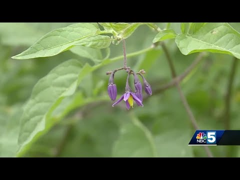 Deadly nightshade causing death of dogs