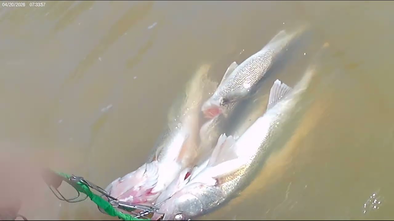 2026 Maumee River, Walleye Run, FULL LIMIT! Video #4