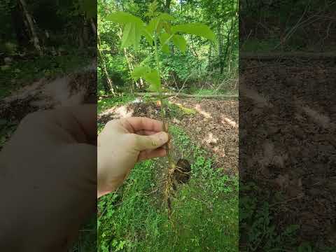 What Type of Tree is it??