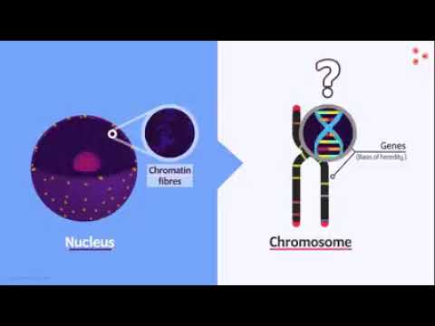 June 17, 2022 Nucleus, Nuclelous, Chromatin and Chromosomes, The Nuclear Envelope June 17,2022