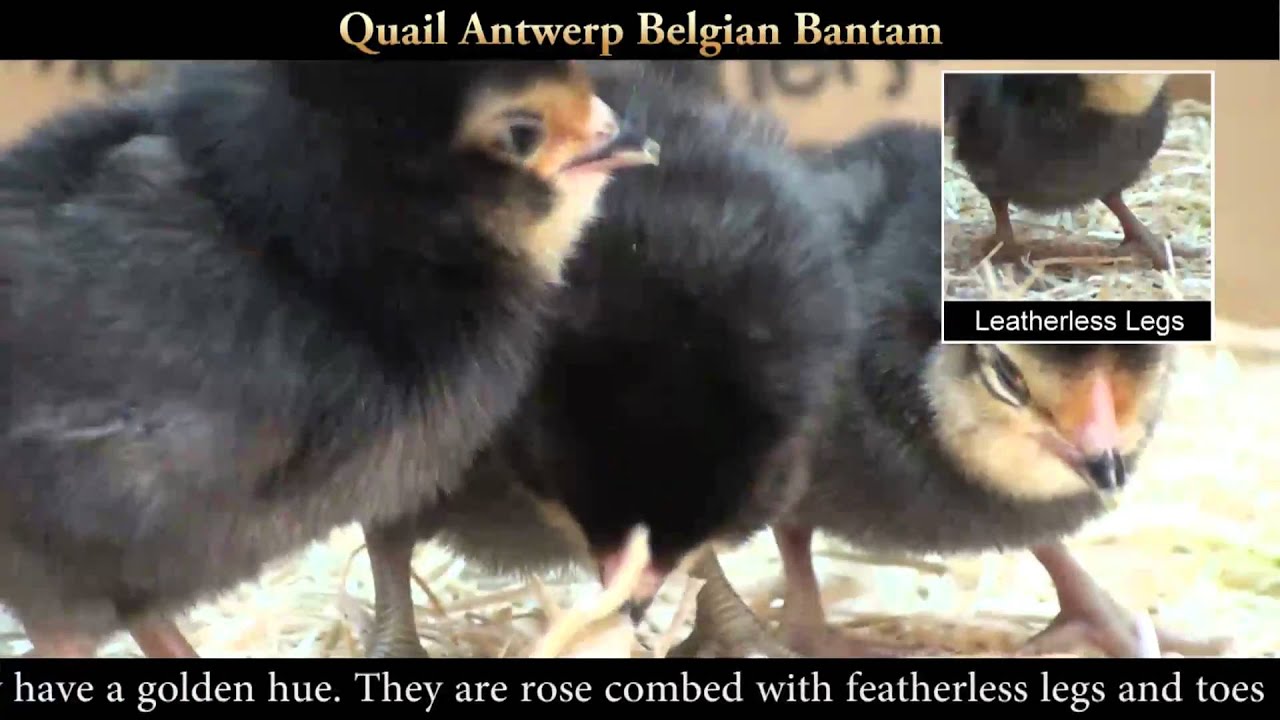 Quail Antwerp Belgian Bantam Chicks