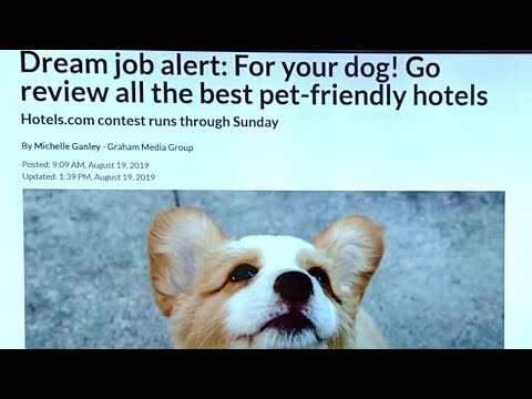 Review best pet-friendly hotels around world