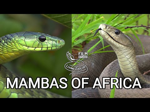 Black mamba and green mambas - the most feared venomous snakes of Africa, but are they so deadly?