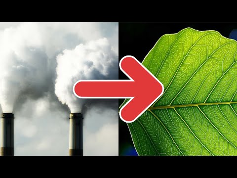Converting Carbon Dioxide to Energy – Chinese Scientists Use Atmospheric Carbon to Make Food