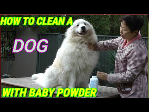 Talcum Powder at Best Price in India