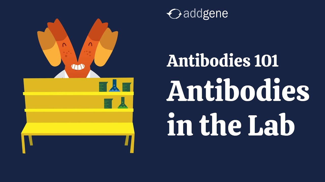 Antibodies in the Lab - Addgene's Antibodies 101