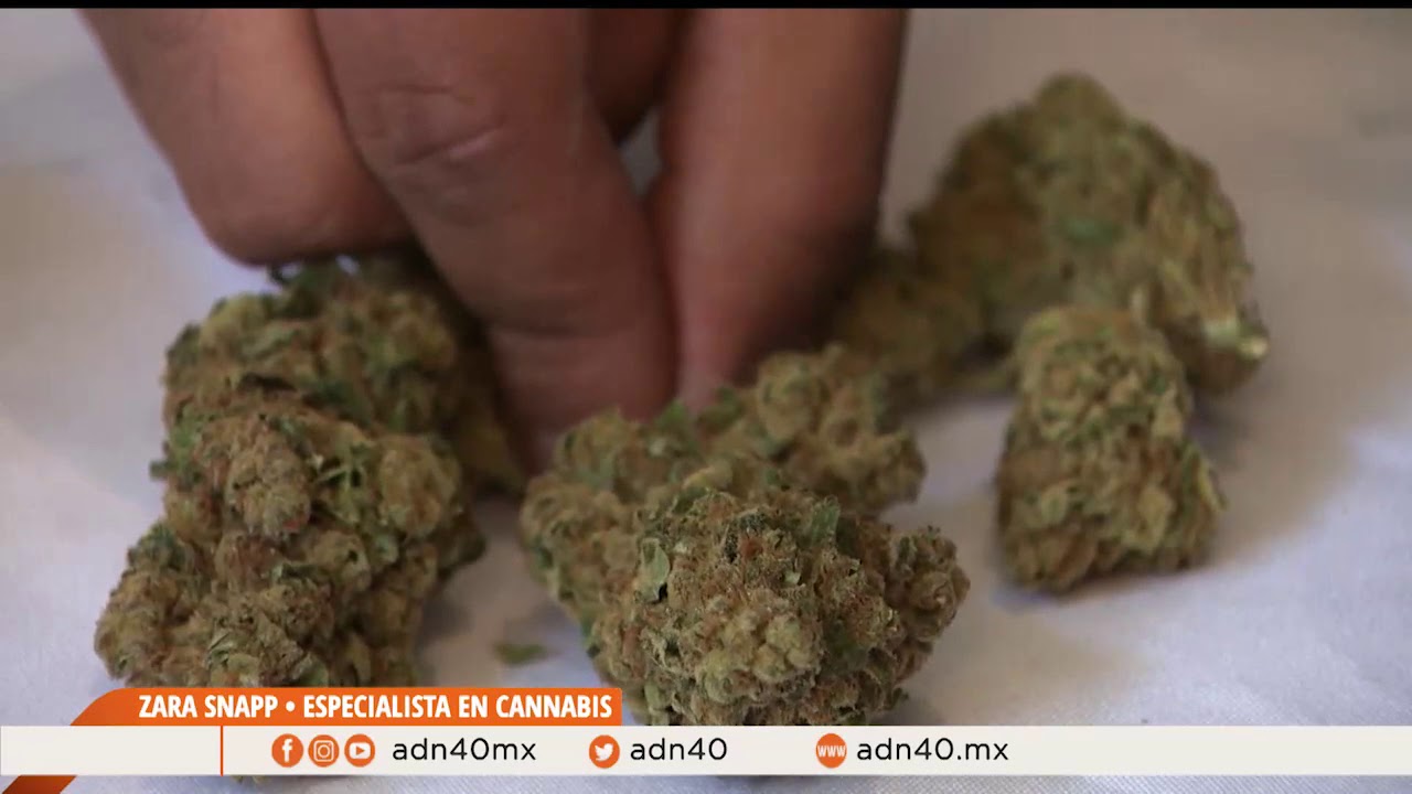 Avanza legalización de la marihuana en el Congreso | Todo Personal