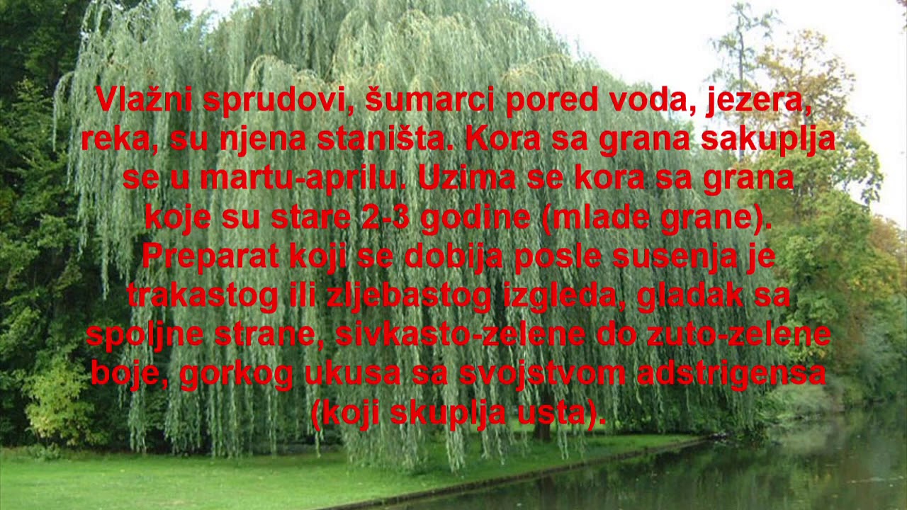 BELA VRBA