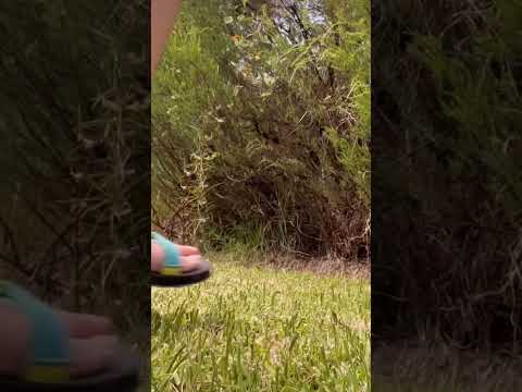 Teva sandals… seriously comfortable