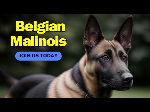 Belgian Malinois: The Hidden Dog Gem You've Never Heard About! Unveiling Canine Excellence. 🐾💎