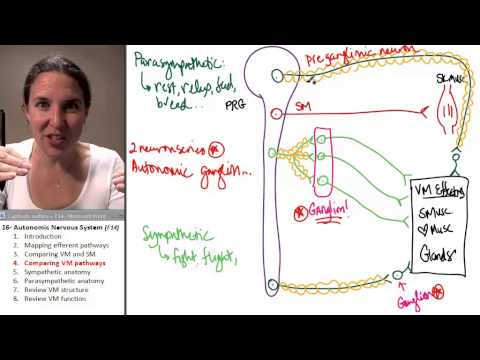 Autonomic Nervous System 4- Comparing VM Pathways