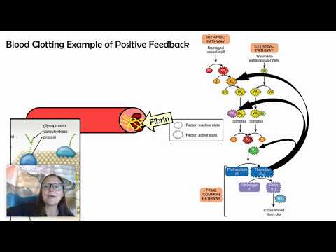 Positive Feedback Loops (AP Biology 4.5)