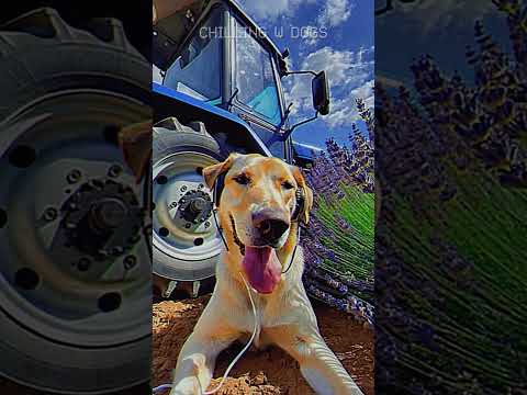 Dogs Who Listen to Lo-Fi Are Built Different. #lofi #dogs