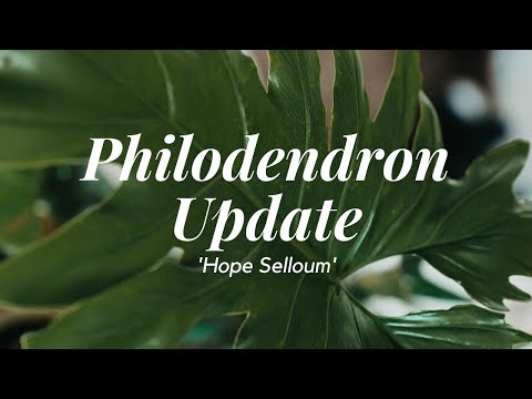 Philodendron Update | Hope Selloum | Growing Houseplants