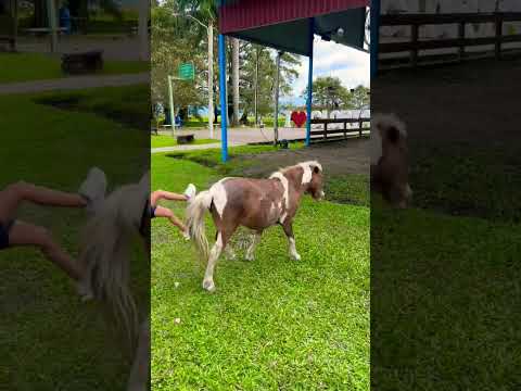 Me monte un pony y casi me bota 😂 #shorts #funny #viralshorts #youtube #viralvideo #trending