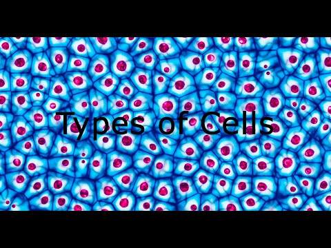 Types of Cells, What are Stem Cells?