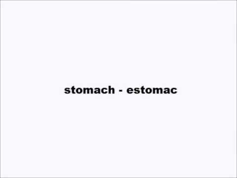 The French Word For "Stomach"