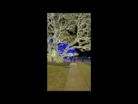 Johnson City, TX Pedernales Electric Company Light Display