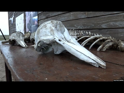 Tens Of Thousands Of Dead Dolphins Among Environmental Casualties Of Ukraine War