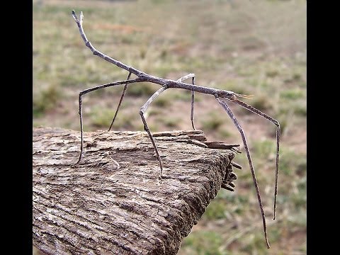 Walking Stick insect!