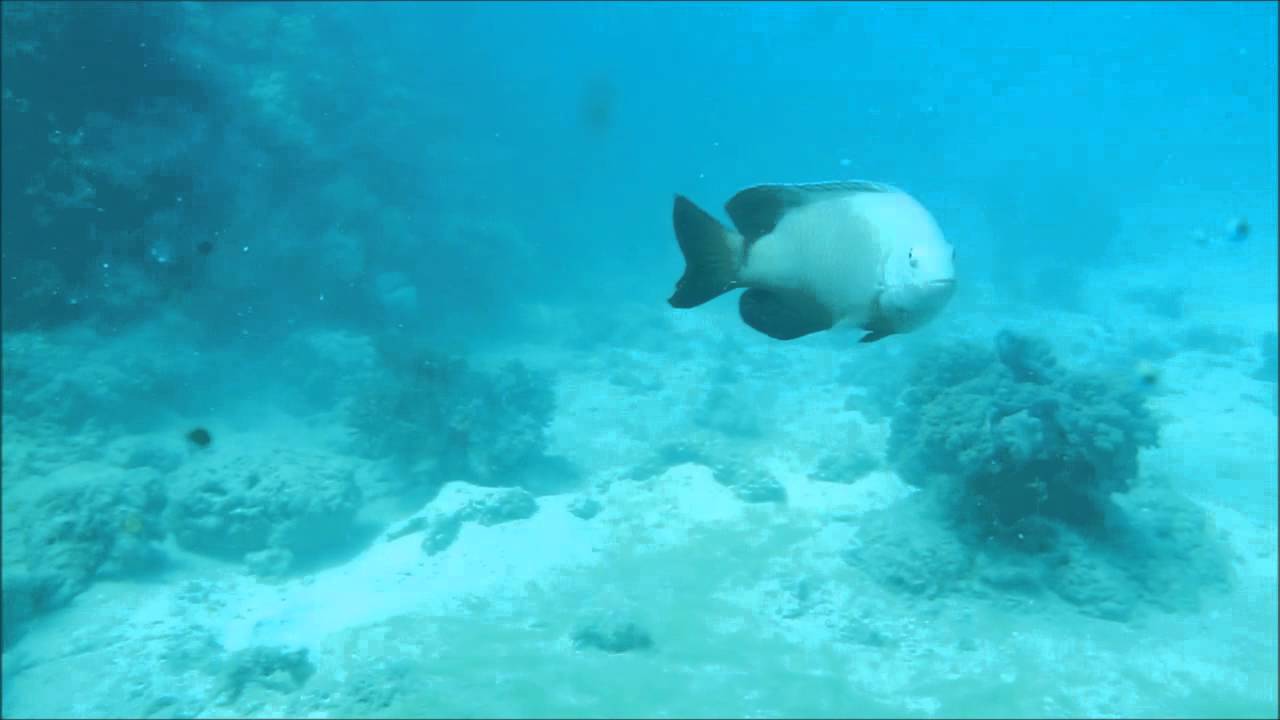 Damselfish attacks, Stegastes nigricans