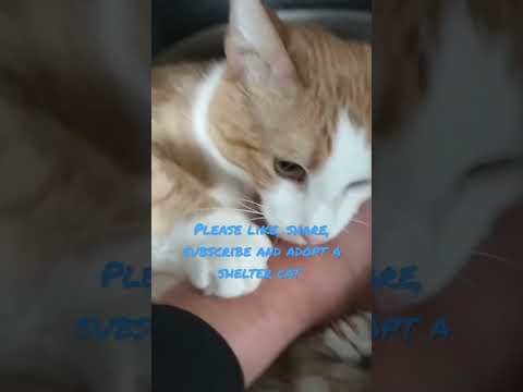 Multi Murder Mitten Kitten shows how gentle he is