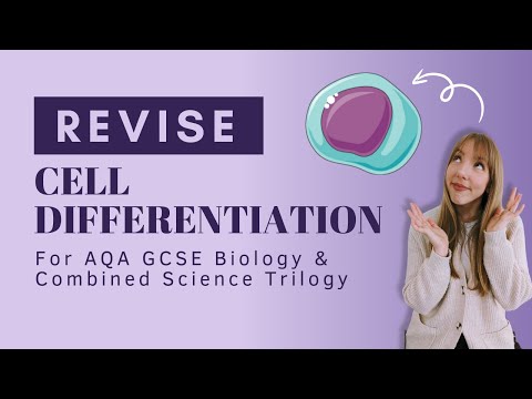 Cell Differentiation | Revise AQA GCSE Biology | Cell Biology | Paper 1
