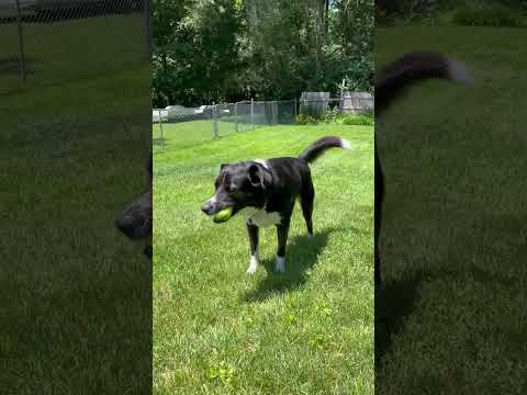 Video of adoptable pet named Leo